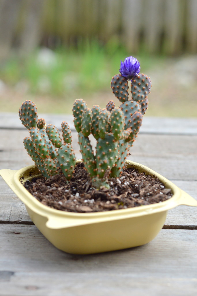 DIY Upcycle Cactus Planter - My Big Fat Happy Life