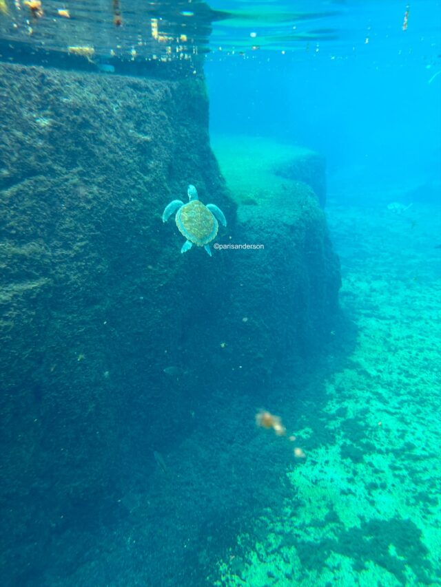 Guide to Visiting Cayman Turtle Centre - My Big Fat Happy Life